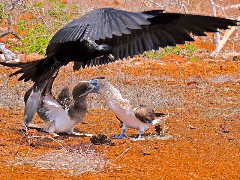 Frigate bird trying to steal dinner | Smithsonian Photo Contest ...