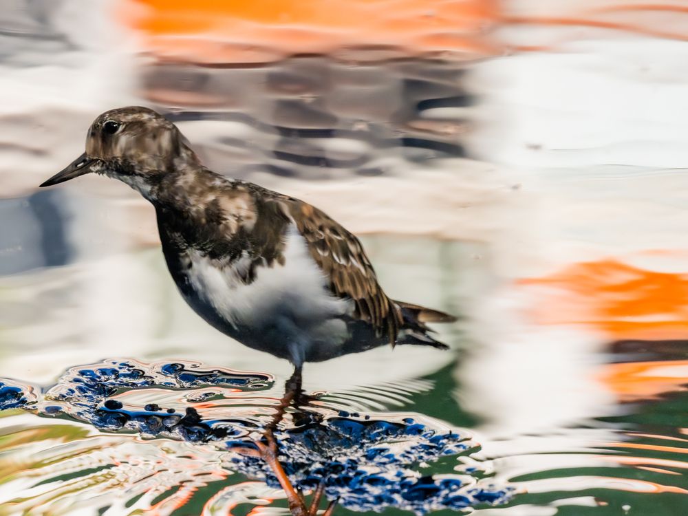 Reflection of a Plover: Poetry in the Water | Smithsonian Photo Contest ...