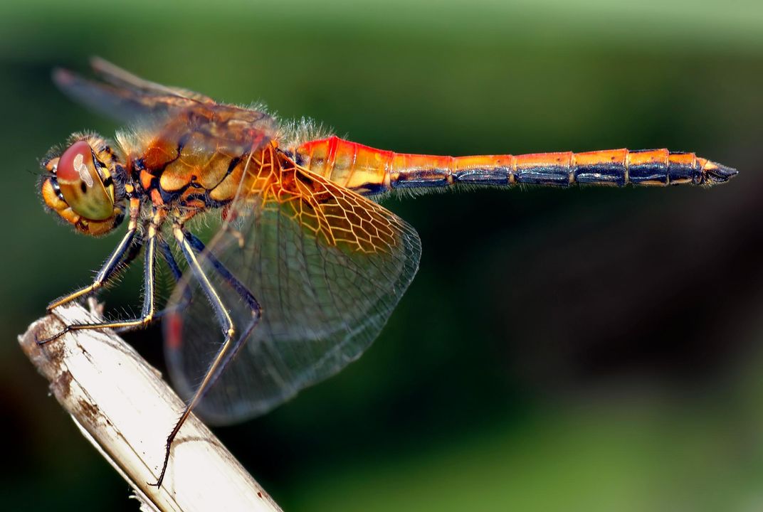 do dragonflies fly together