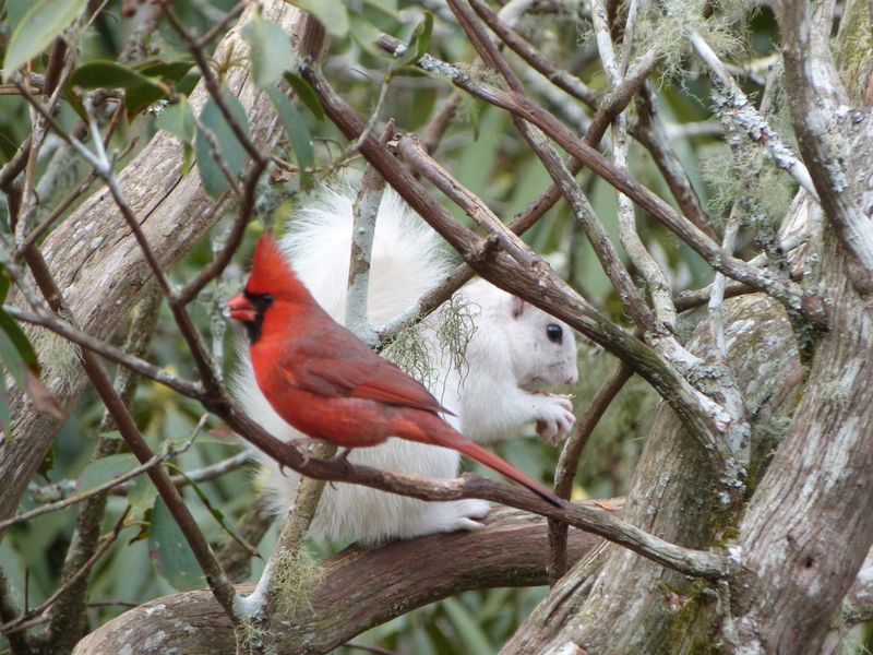 Took me 11 years to get the White Squirrel and male Cardinal in the ...