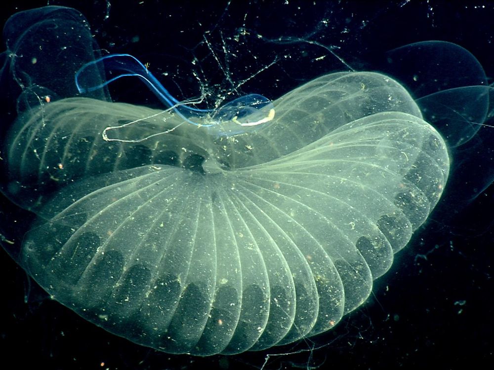 Scientists Tour Elaborate, Deep-Sea 'Snot Palaces' for the First Time