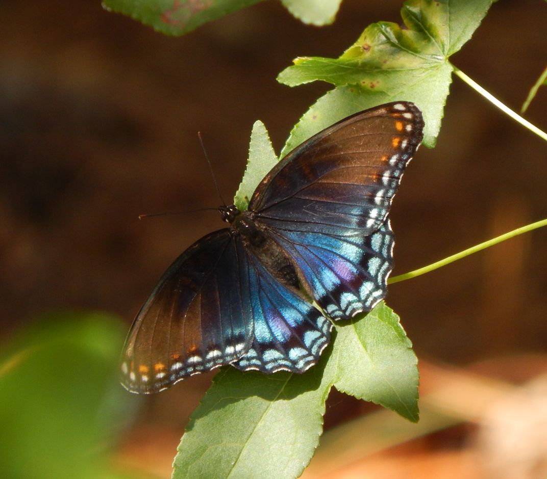 Red spotted purple butterfly | Smithsonian Photo Contest | Smithsonian ...