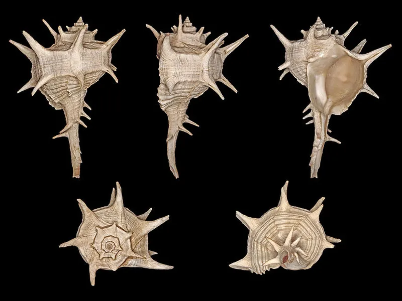 Phoenician Purple Dye