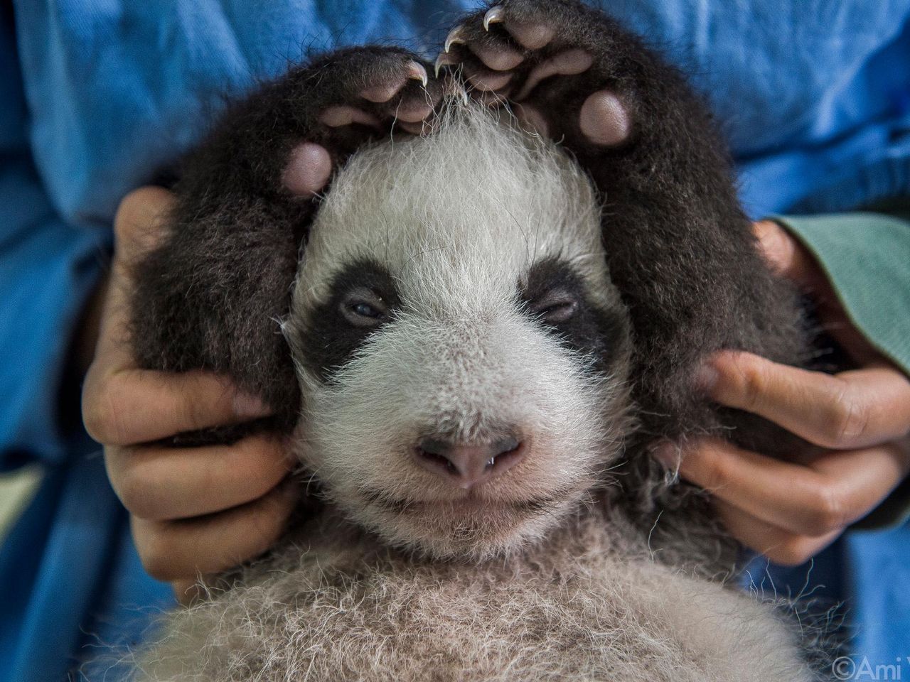 grumpy panda photography