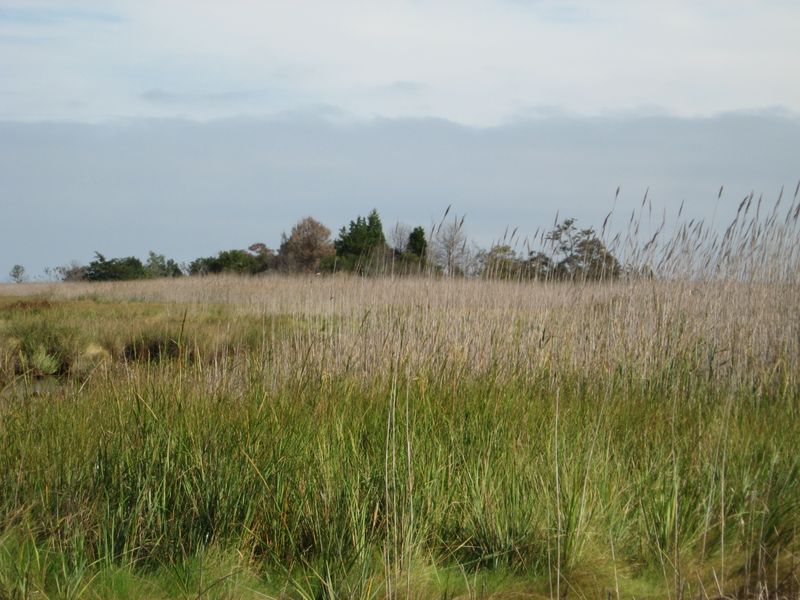 Island in a wetland grass field | Smithsonian Photo Contest ...