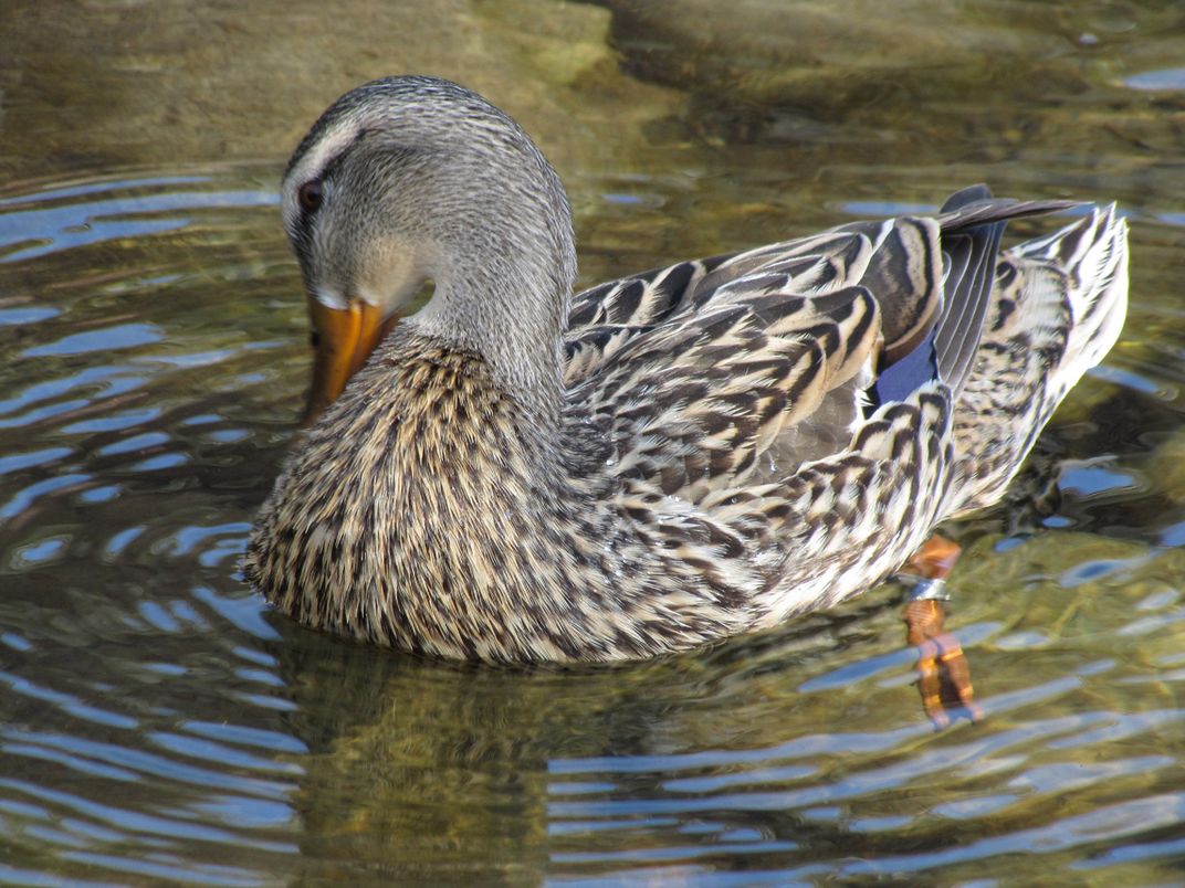 The Shy Duck | Smithsonian Photo Contest | Smithsonian Magazine