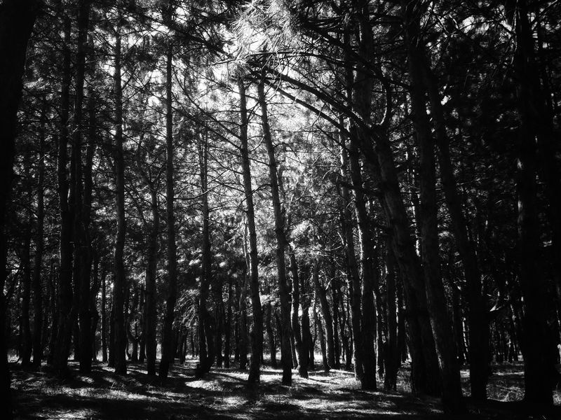 Black forest | Smithsonian Photo Contest | Smithsonian Magazine