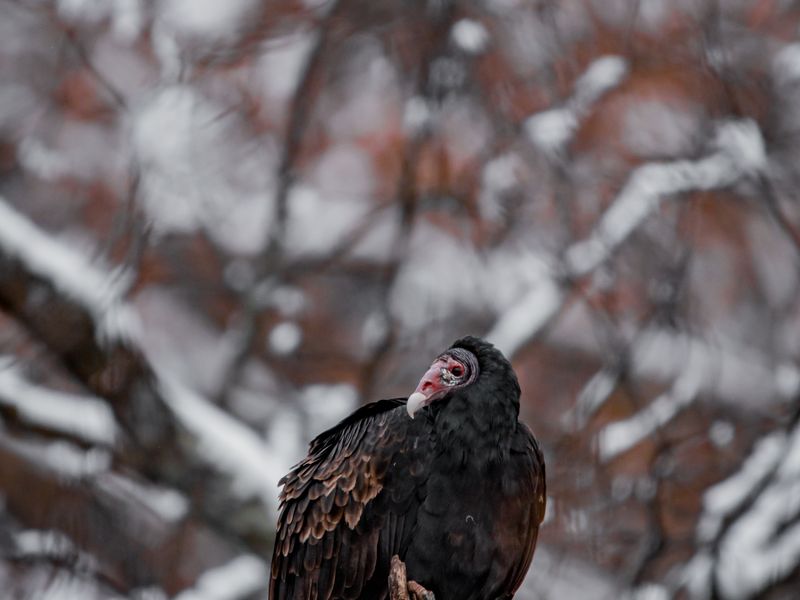A Turkey Vulture waiting for the snow to stop | Smithsonian Photo ...