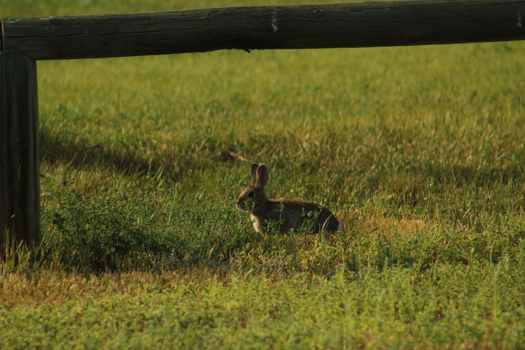 Lone Rabbit | Smithsonian Photo Contest | Smithsonian Magazine