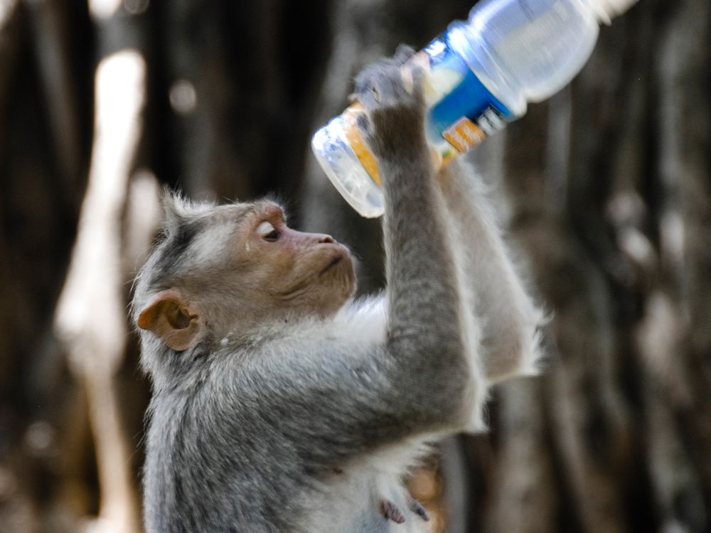 A thirst Monkey. | Smithsonian Photo Contest | Smithsonian Magazine