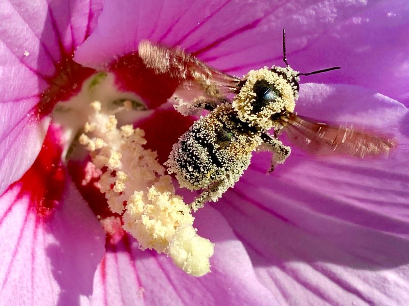 Taking Off With The Pollen | Smithsonian Photo Contest | Smithsonian ...