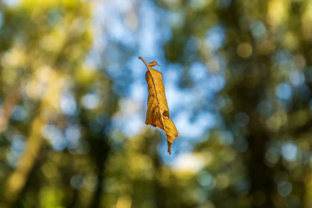 Hanging by a thread in Paris | Smithsonian Photo Contest | Smithsonian ...
