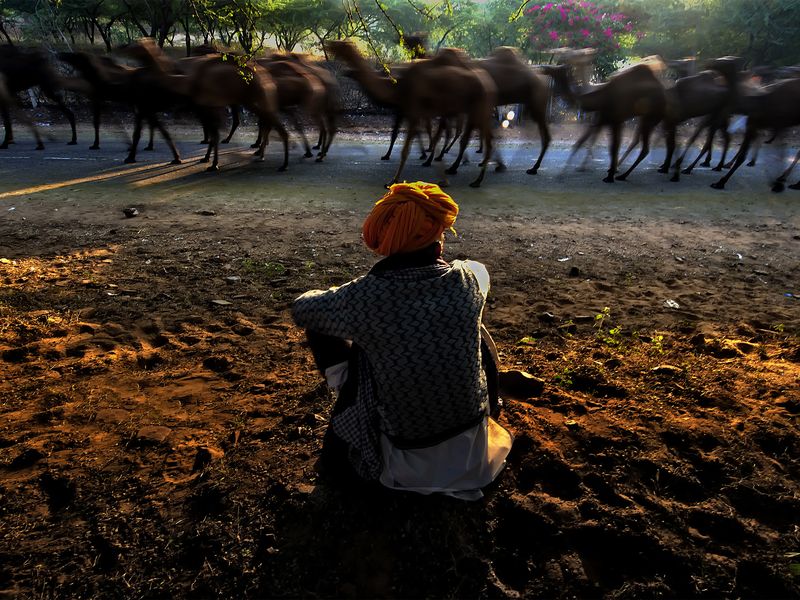 A Traveler enjoying the Camel movement on Road . | Smithsonian Photo ...
