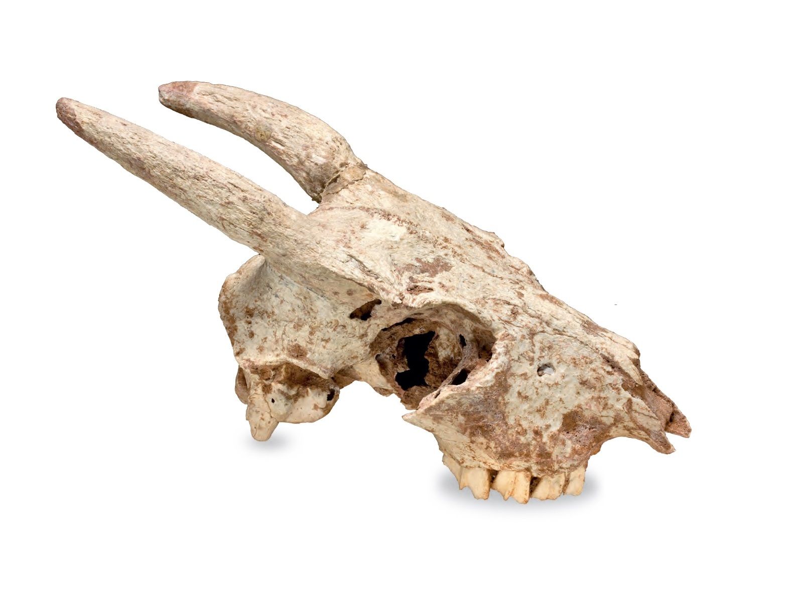 Ancient Animals Have Stories to Tell | Smithsonian Voices | Smithsonian ...