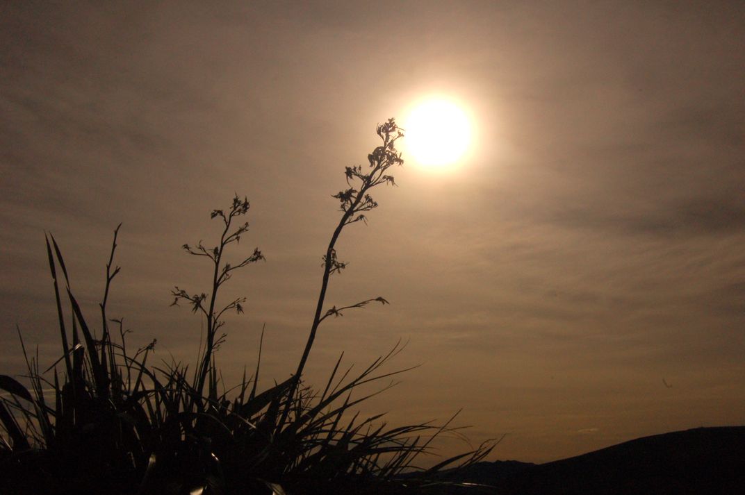 A flax plant touches the sun on the Pineapple Track in Dunedin, New ...