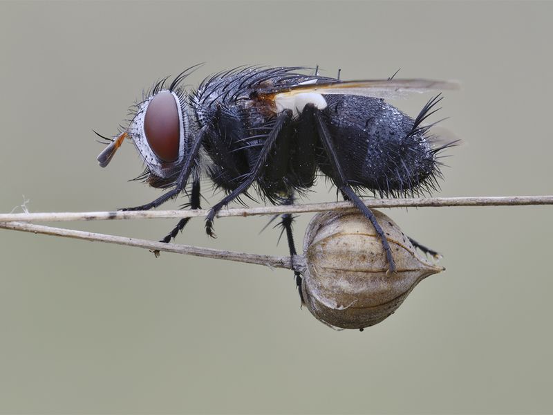 Morning fly on a stick | Smithsonian Photo Contest | Smithsonian Magazine