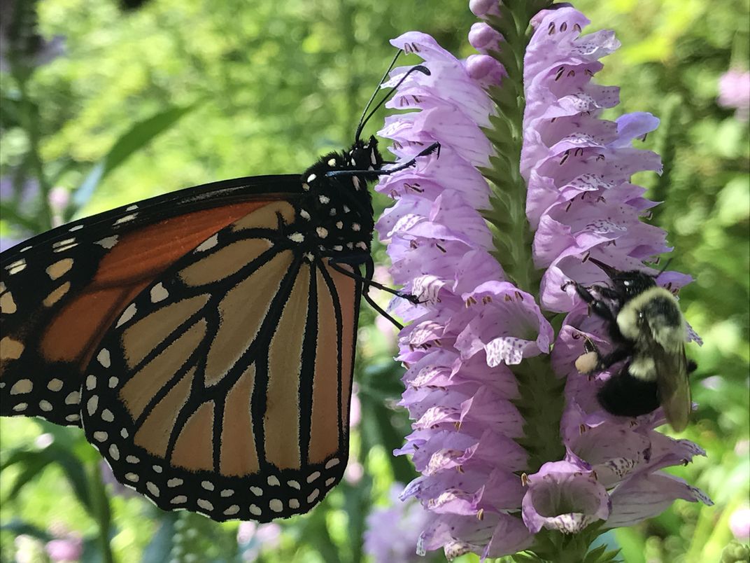 The beauty of Butterflies and Bees | Smithsonian Photo Contest ...