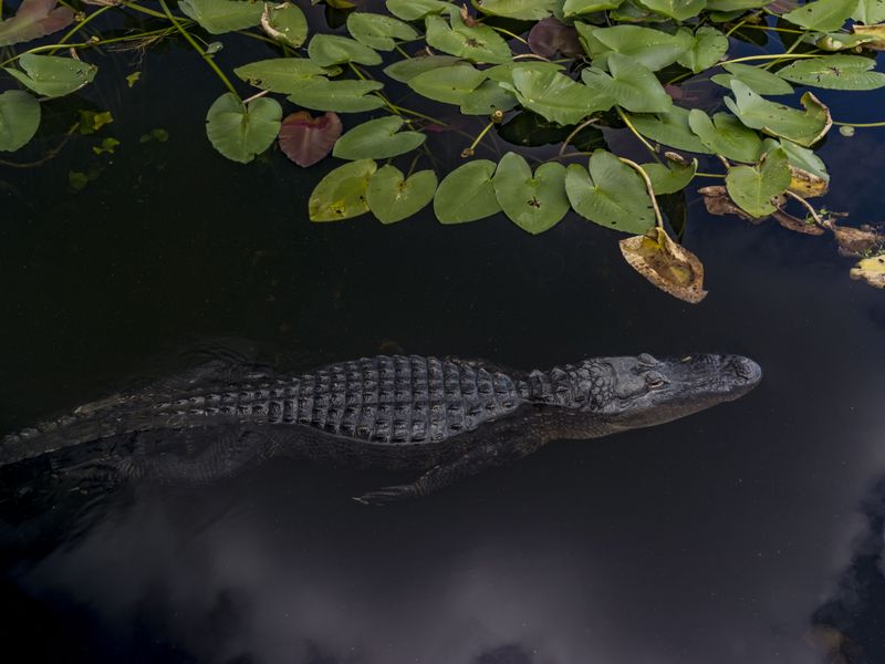 American Alligator Apex Predator | Smithsonian Photo Contest ...