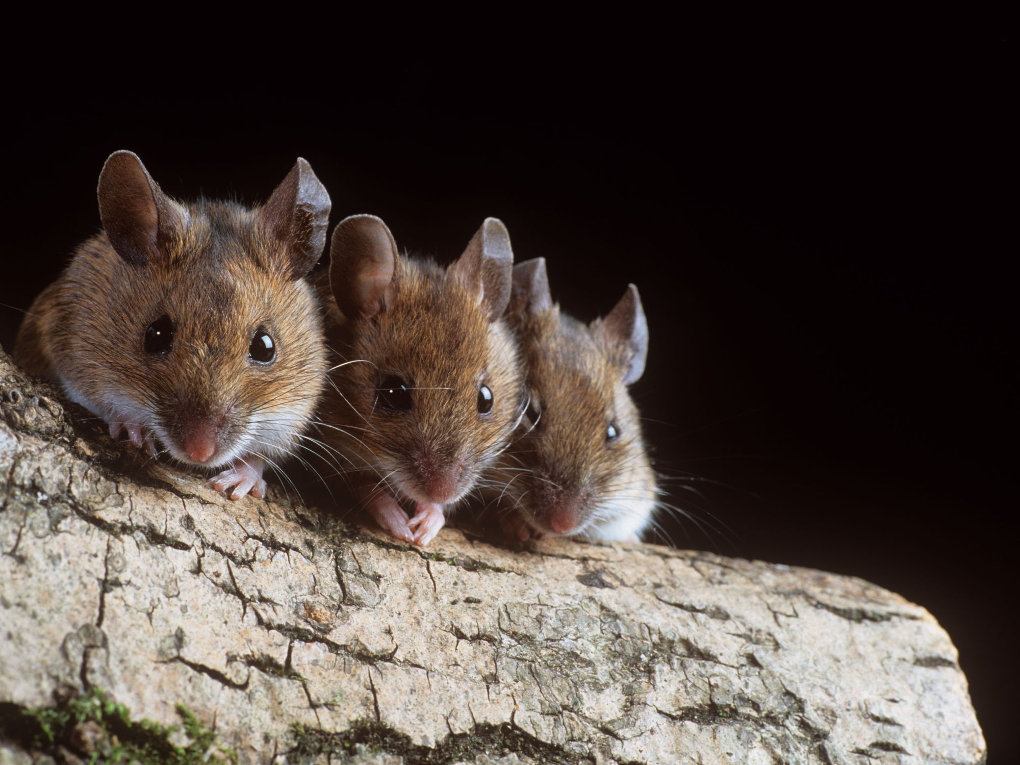 These Blind Mice Just Got a Vision Boost Thanks to a New Transplant ...