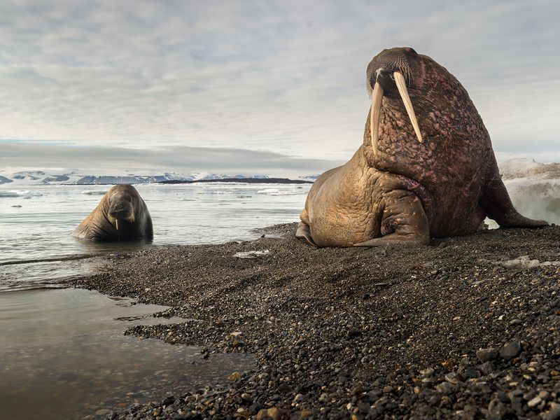 Walrus Beach Masters | Smithsonian Photo Contest | Smithsonian Magazine