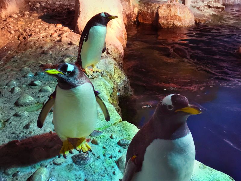 Curious Penguin | Smithsonian Photo Contest | Smithsonian Magazine