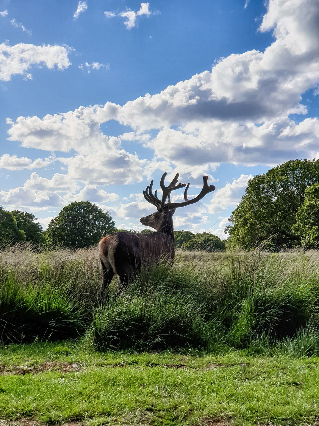 A deer standing in the tall grass | Smithsonian Photo Contest ...