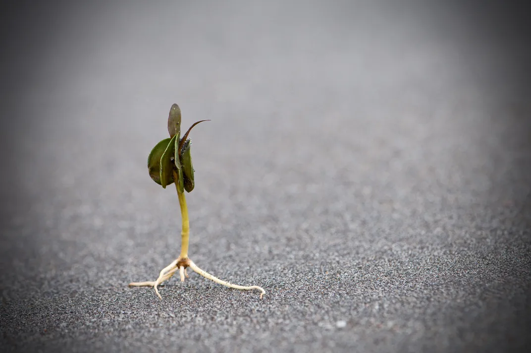 The Walking Plant. | Smithsonian Photo Contest | Smithsonian Magazine