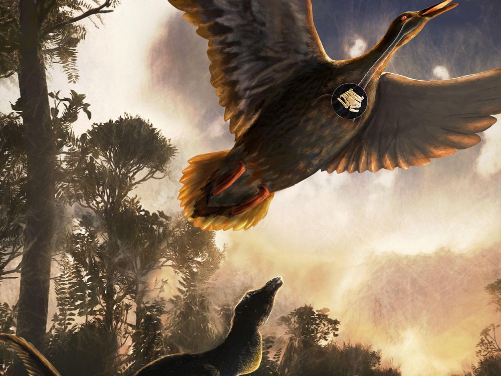 Antarctic Fossil Suggests Ancient Birds Honked Not Sang