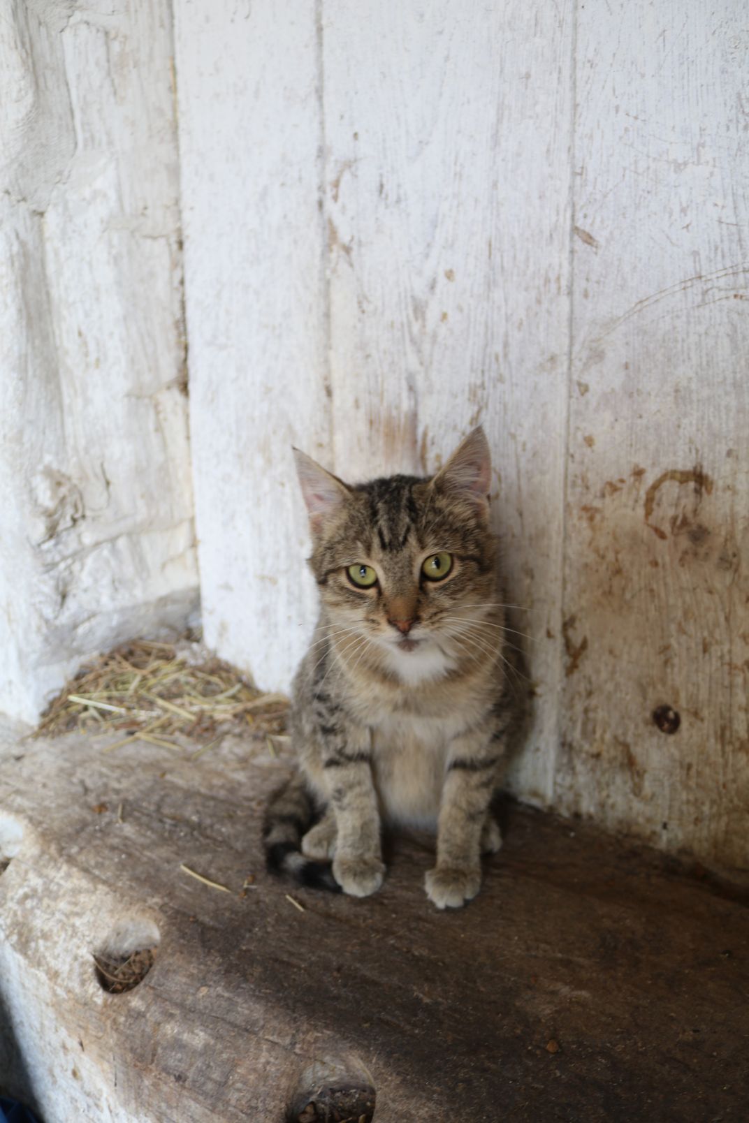 Farm cat with a little wild | Smithsonian Photo Contest | Smithsonian ...