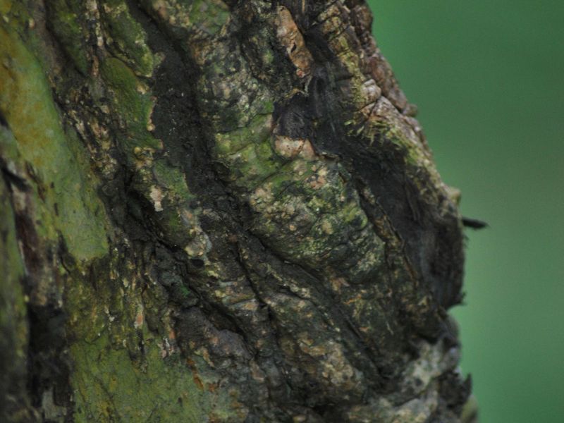 Part of a tree looks like a human face. | Smithsonian Photo Contest ...