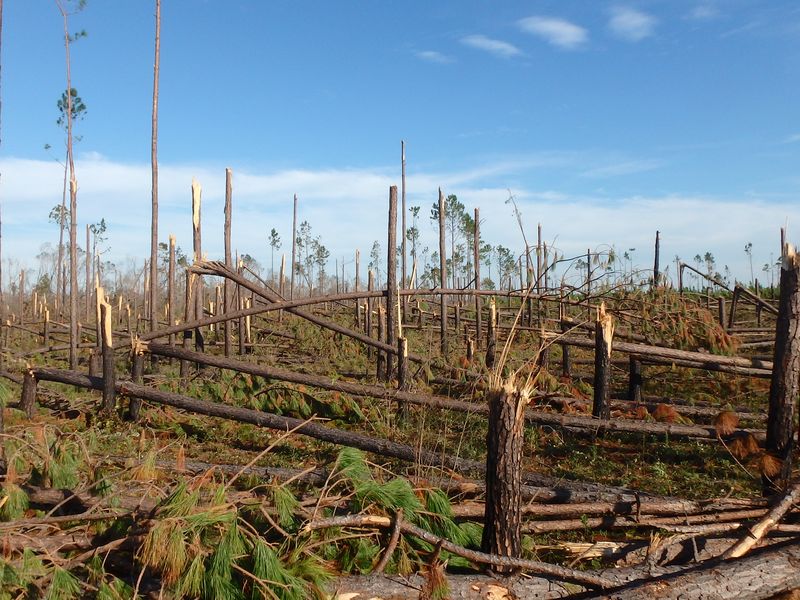 Broken Pines | Smithsonian Photo Contest | Smithsonian Magazine