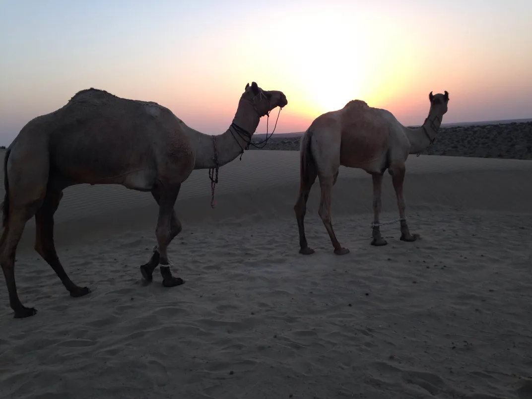A Couple of Cool Camels | Smithsonian Photo Contest | Smithsonian Magazine