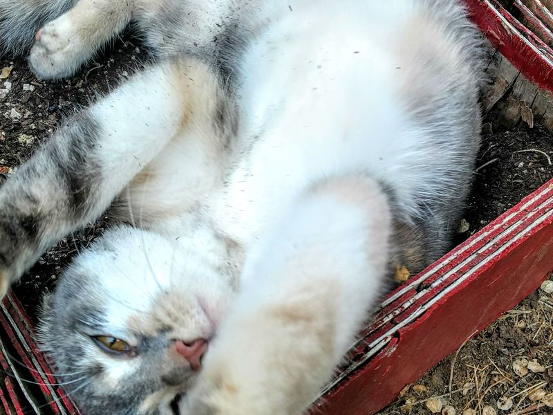 A Calibby cat | Smithsonian Photo Contest | Smithsonian Magazine