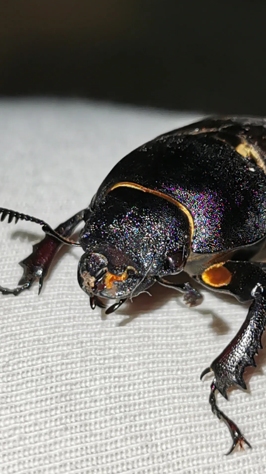 Szarvasbogár nőstény macro | Smithsonian Photo Contest | Smithsonian ...
