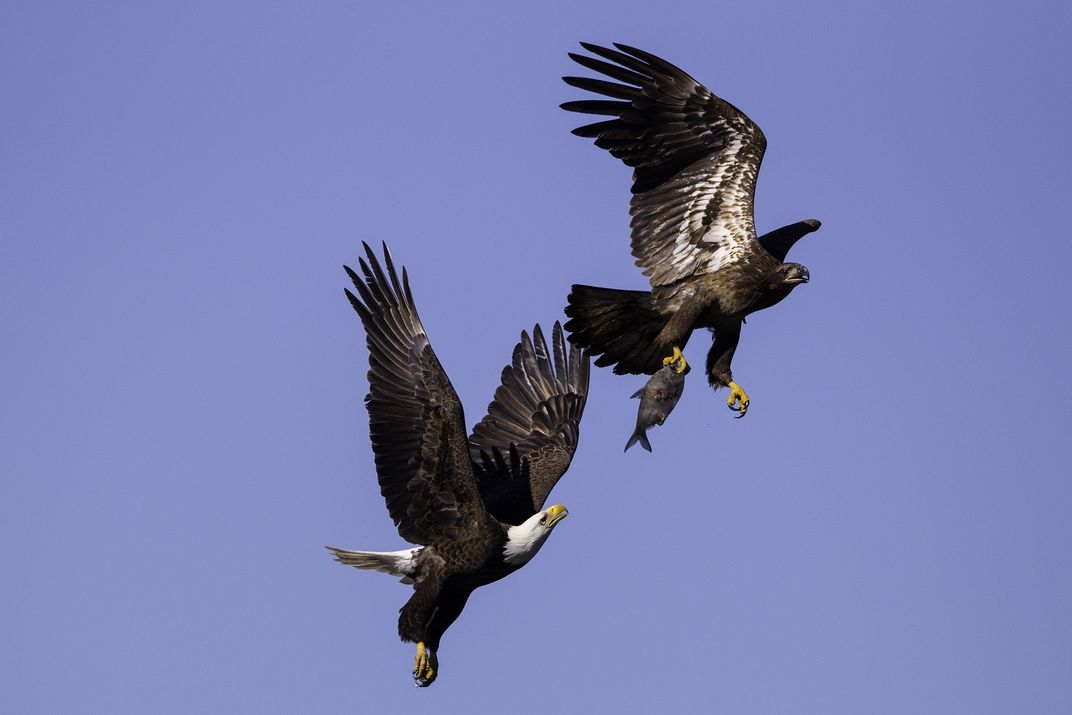 Adult Bald Eagle chasing a juvenile for his fish. | Smithsonian Photo ...