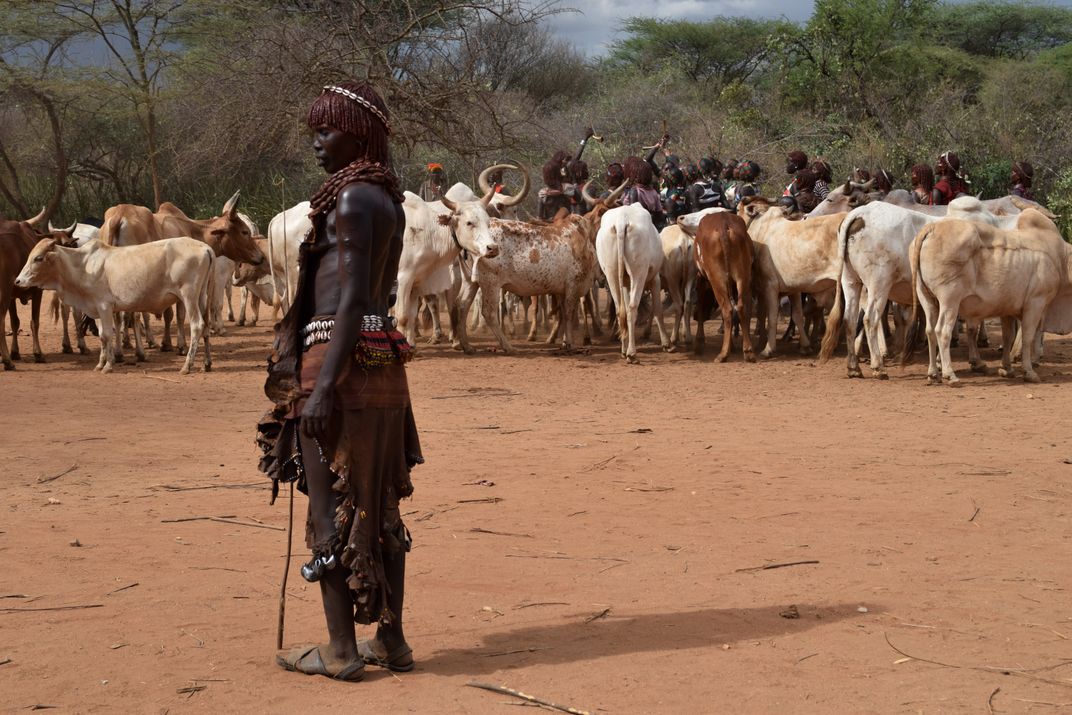 Bull selection | Smithsonian Photo Contest | Smithsonian Magazine