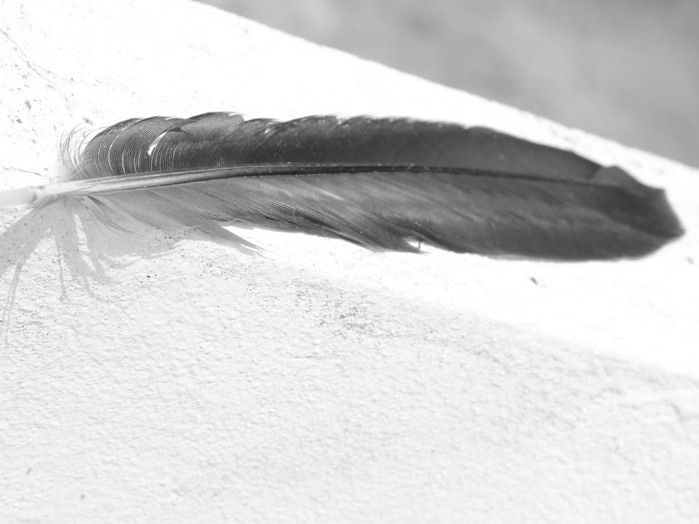 Feather | Smithsonian Photo Contest | Smithsonian Magazine