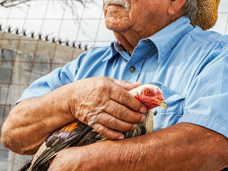 El Gallero Viejo | Smithsonian Photo Contest | Smithsonian Magazine