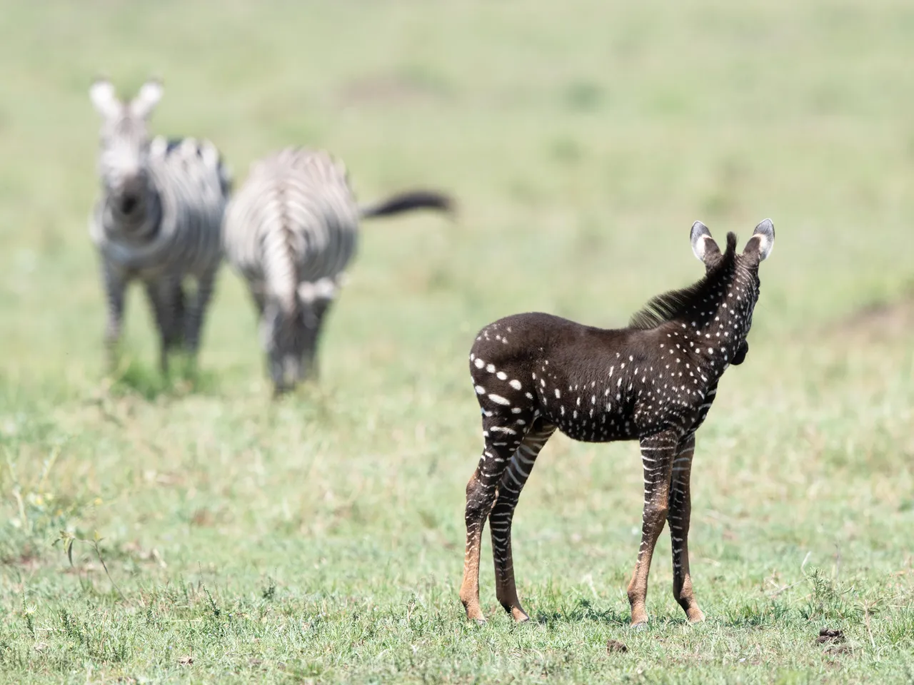 Zebra Baby