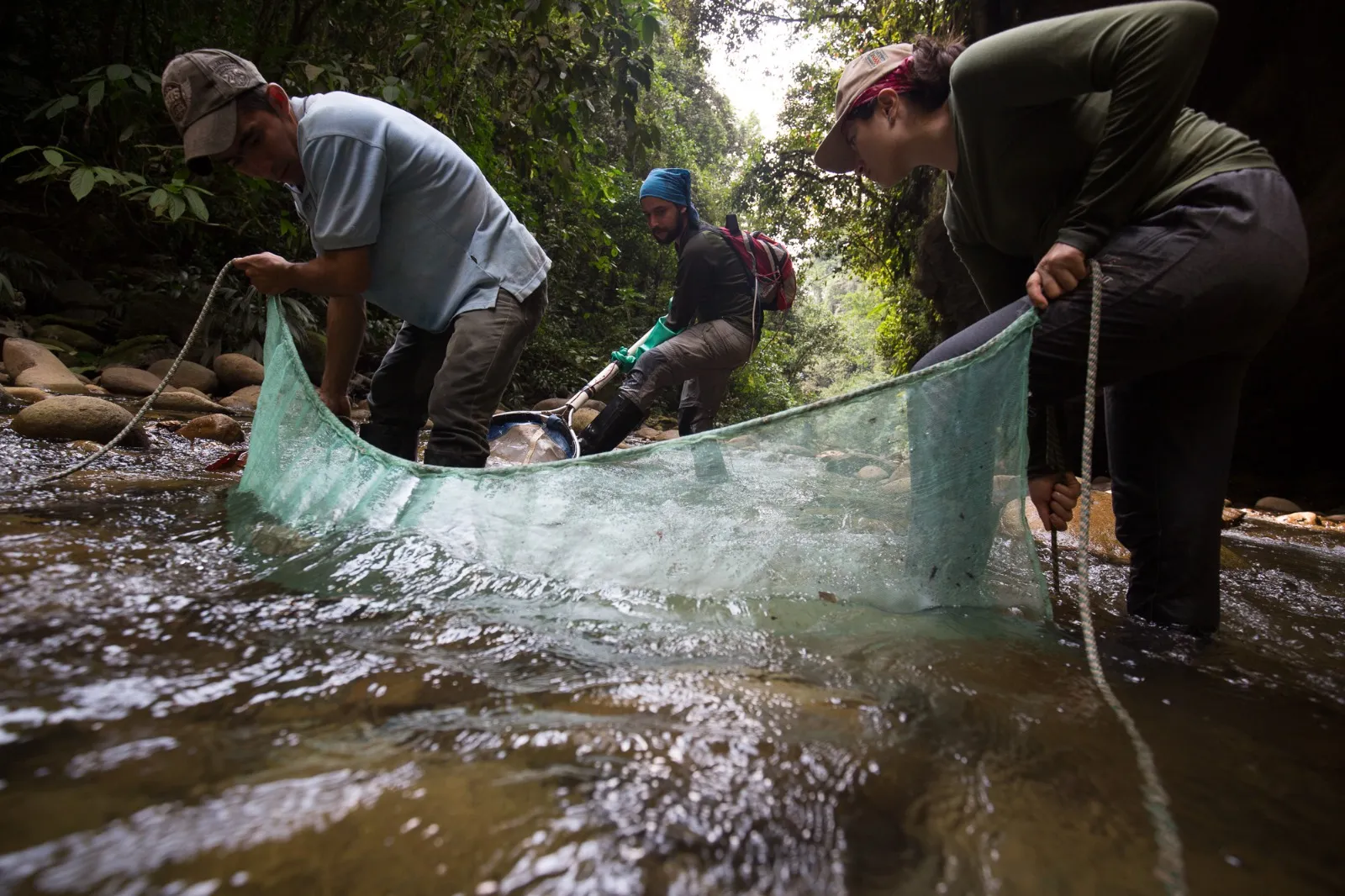 Meet the Scientist Who Discovered a New Genus of Curious Catfish Hiding ...