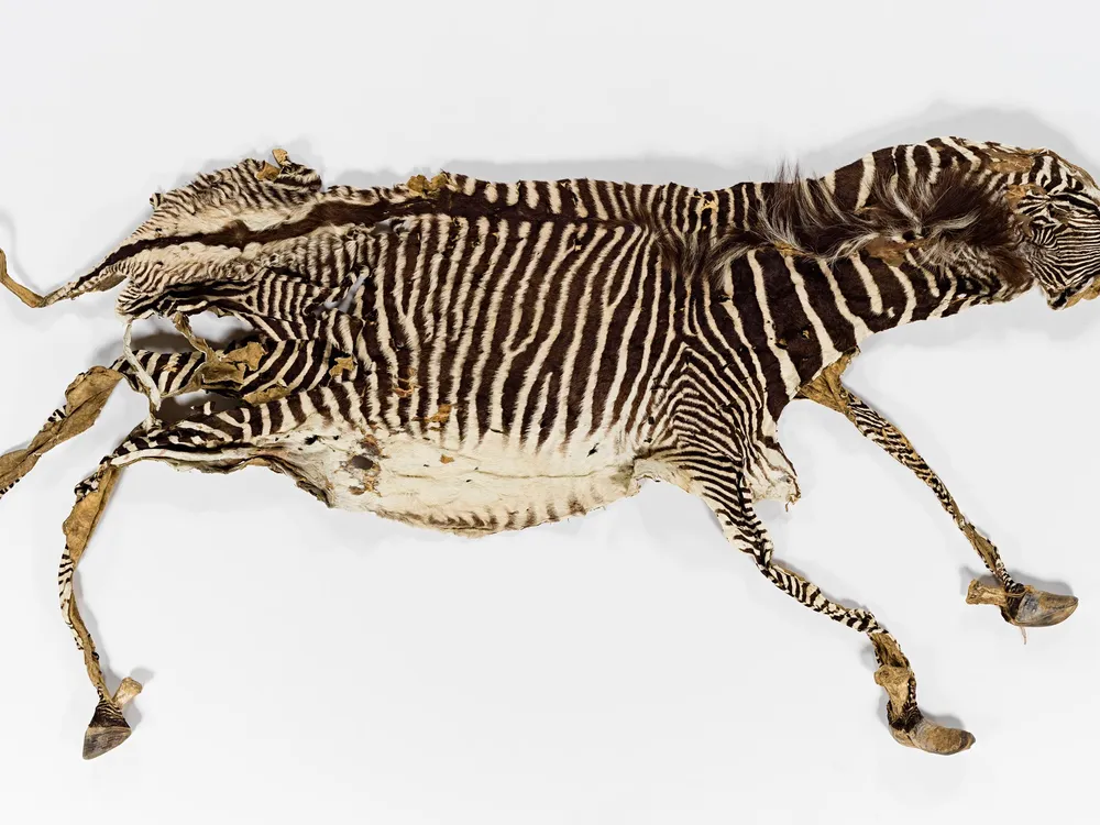 zebra skeleton