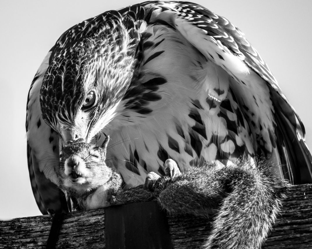 Hawk with Meal | Smithsonian Photo Contest | Smithsonian Magazine