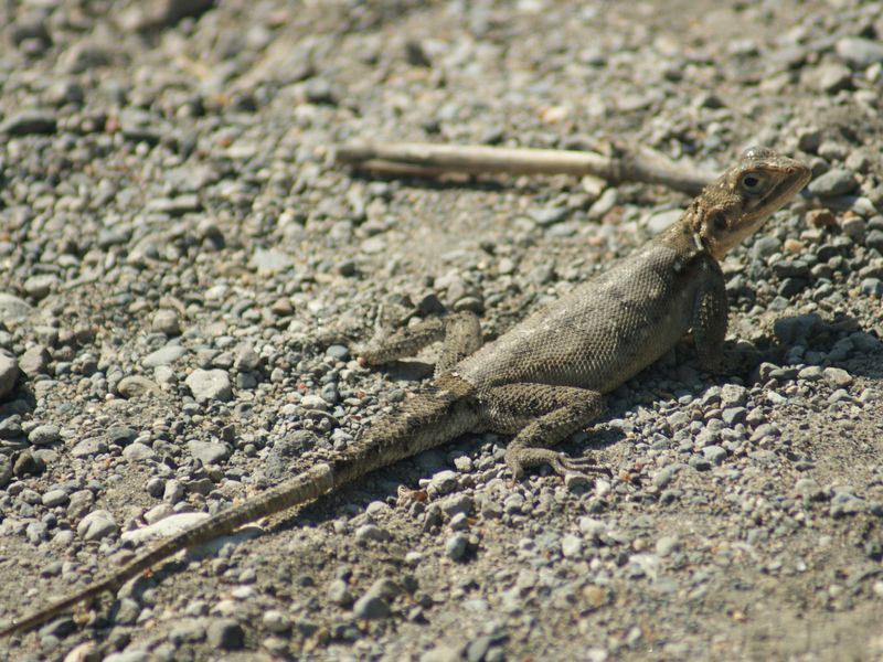A lizard on the ground while on safari | Smithsonian Photo Contest ...