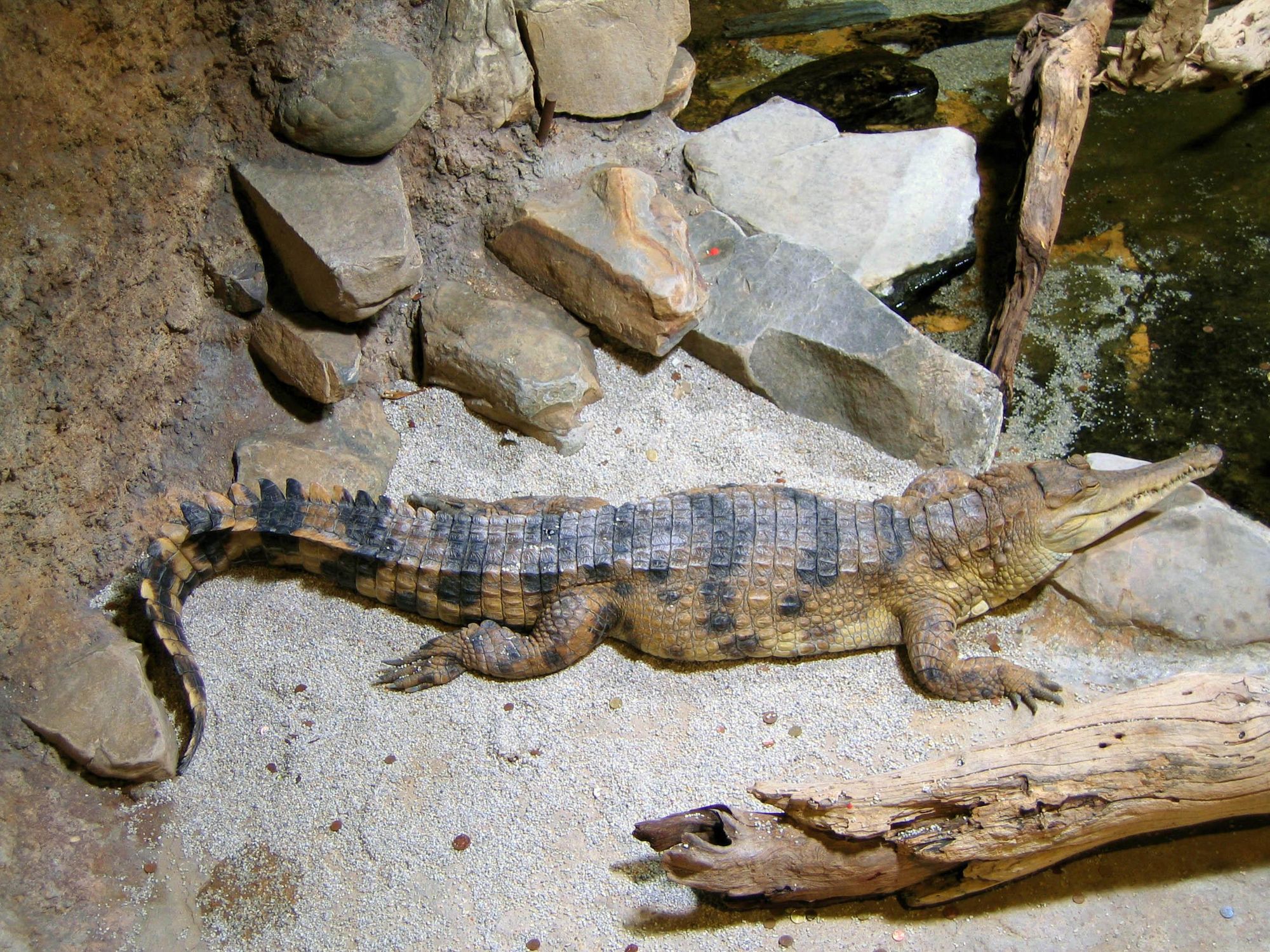 Meet Africa's Newest Crocodile Species