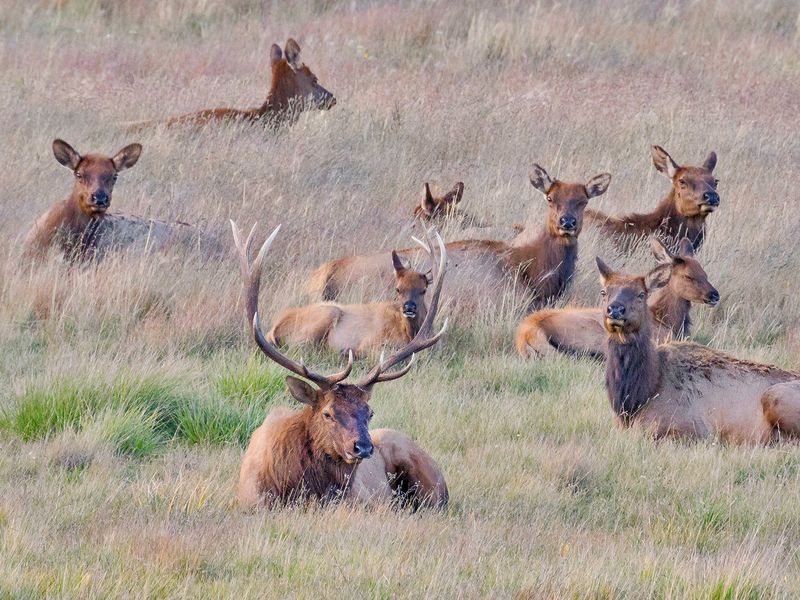 Elk in the Meadow | Smithsonian Photo Contest | Smithsonian Magazine