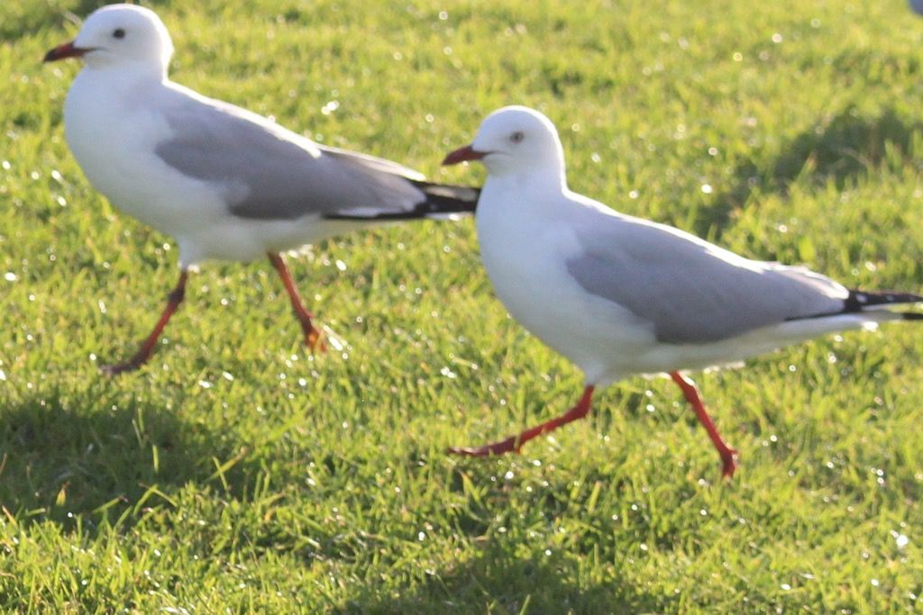 Double Seagull | Smithsonian Photo Contest | Smithsonian Magazine