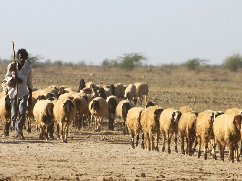A SHEPHERD WITH SHEEP | Smithsonian Photo Contest | Smithsonian Magazine