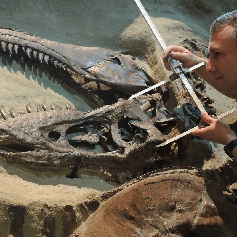 Predator Bites Piercing