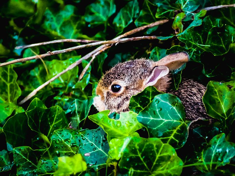 Bunny Rabbit Drying Himself in the Summer Sun | Smithsonian Photo ...