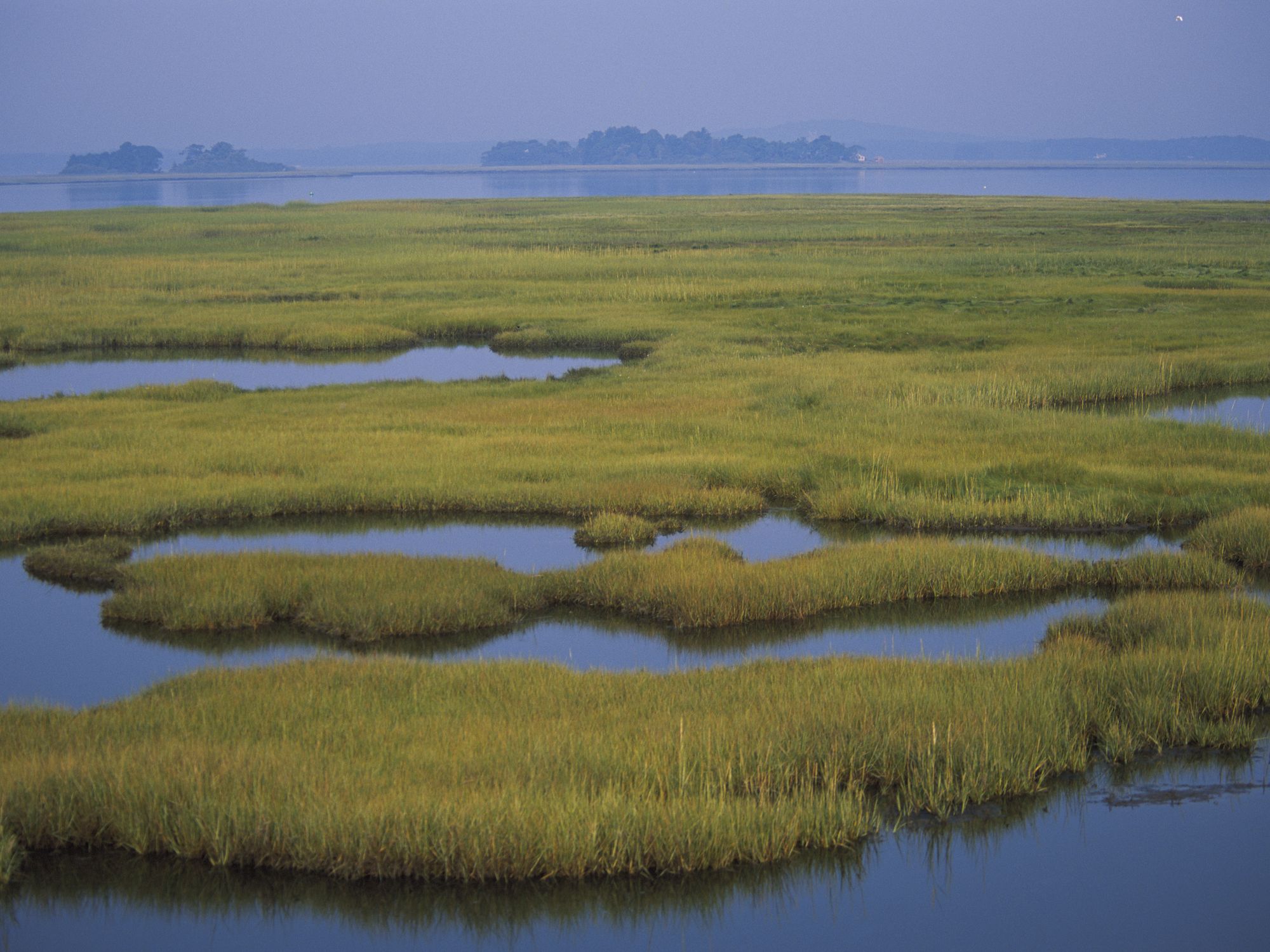 How Much Can Wetlands Fight Climate Change? A New Carbon Atlas Has The ...